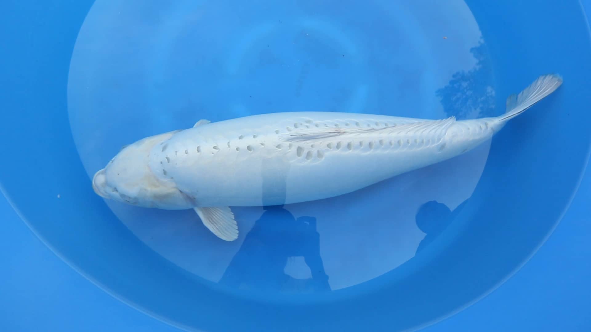 Pure China A0337 on Vimeo