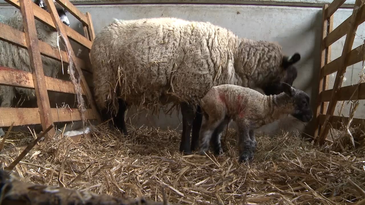 The Science of the Lambs on Vimeo