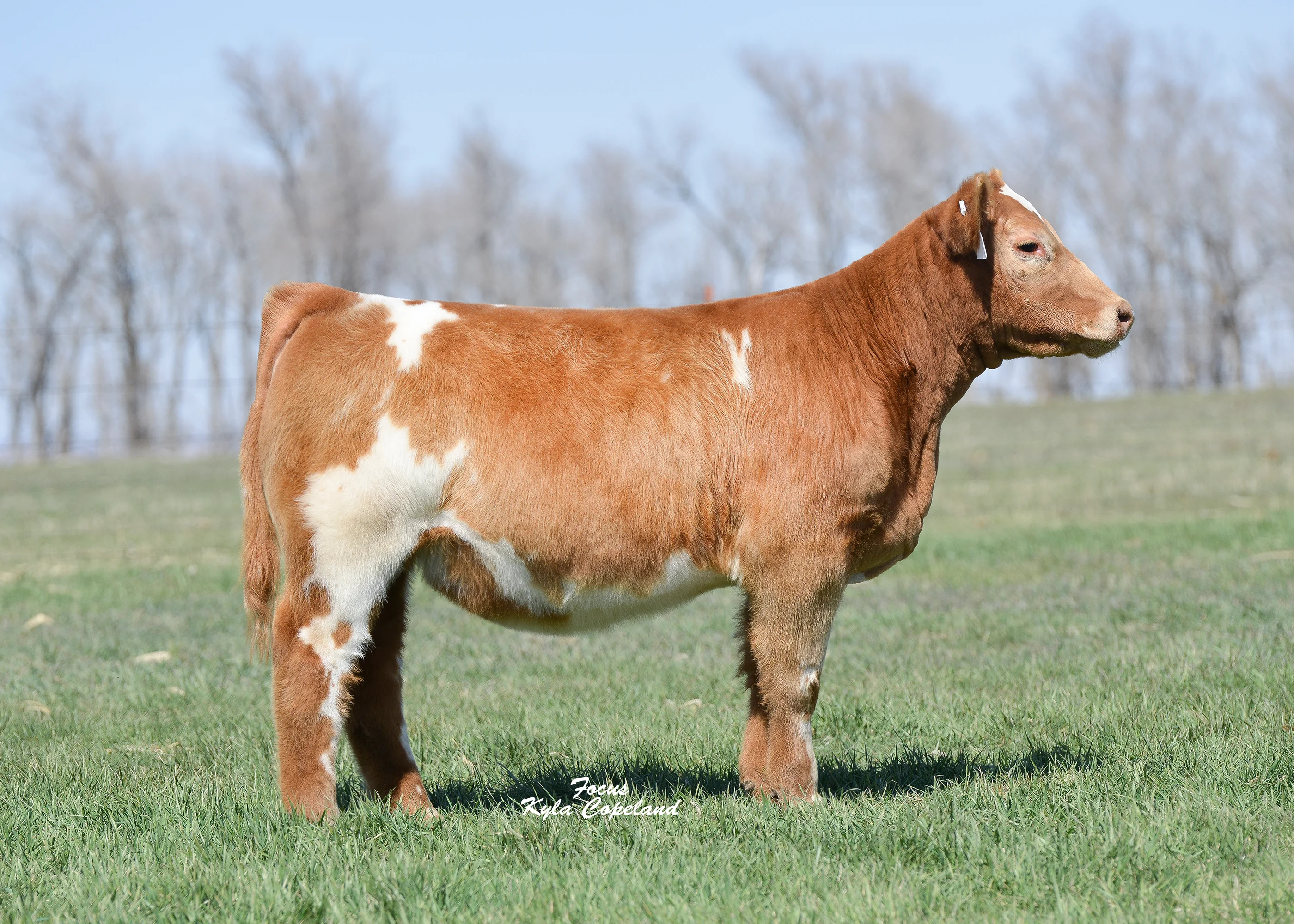 Ryan Forman Heifer Sale Tag 11 on Vimeo