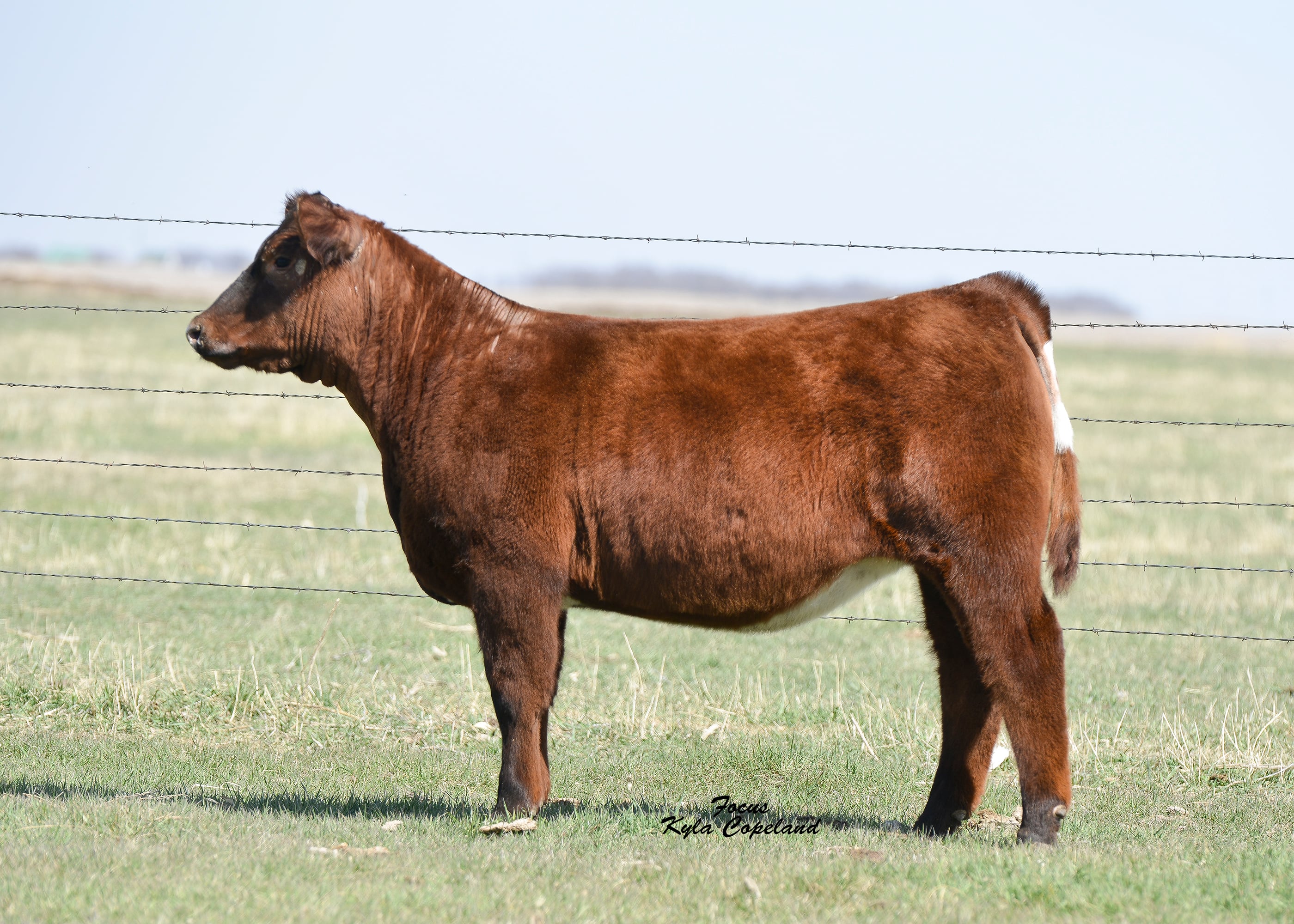 Ryan Forman Heifer Sale Tag 12 on Vimeo