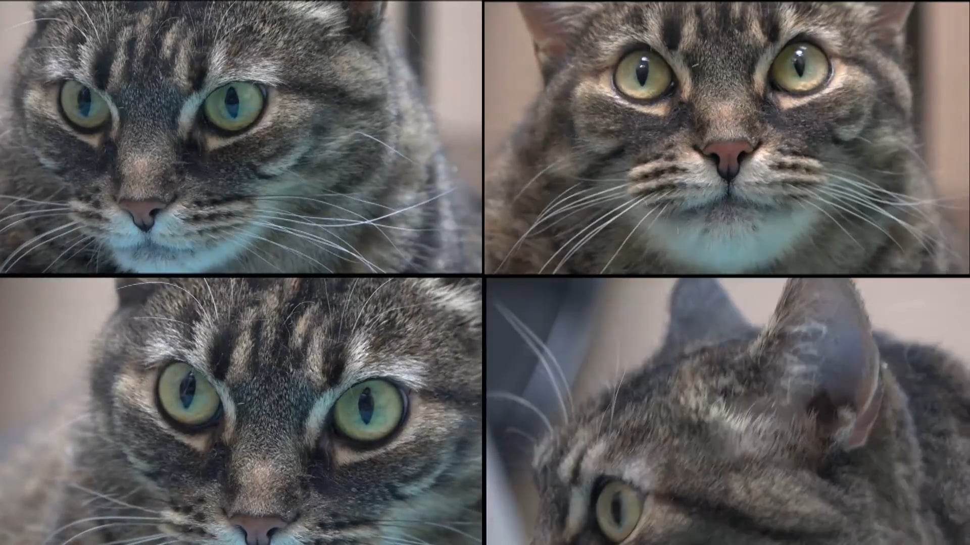 Furry Fridays: Meet Patsy on Vimeo