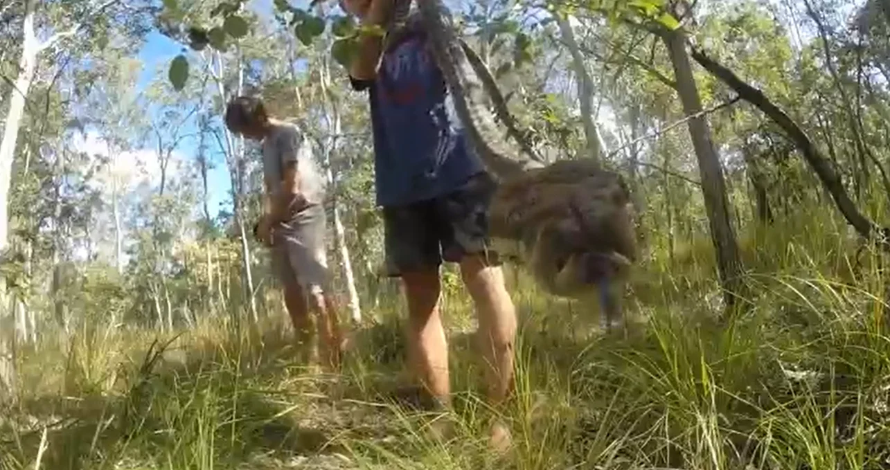 SNAKE BITE - Giant WILD Snake Bites Chest! (All on Camera) on Vimeo