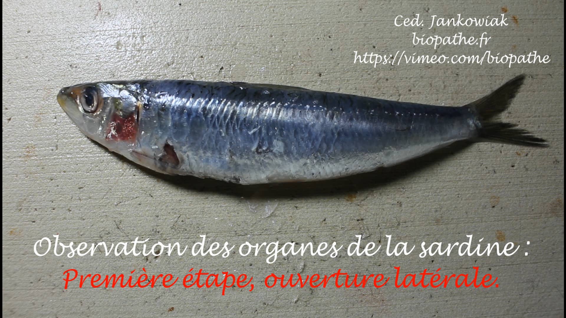 Dissection de la Sardine étape 1 on Vimeo