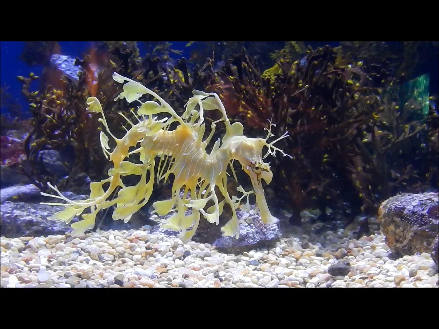 Leafy Seadragon Eating at AOP on Vimeo