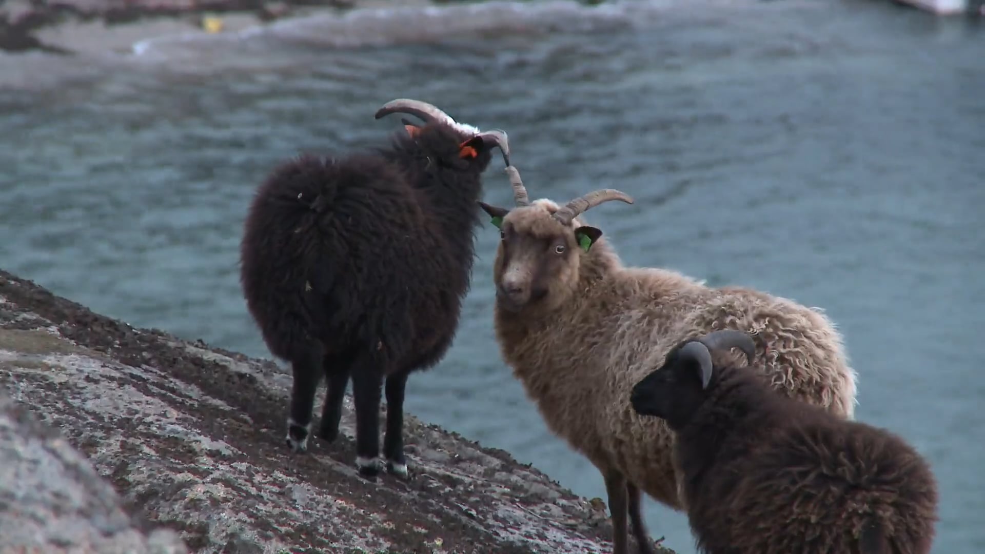 Færder får on Vimeo