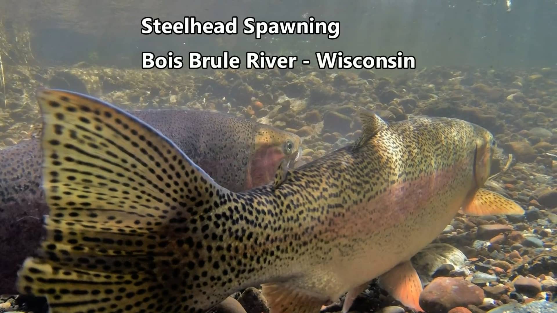 Steelhead Spawning - Bois Brule River Wisconsin on Vimeo