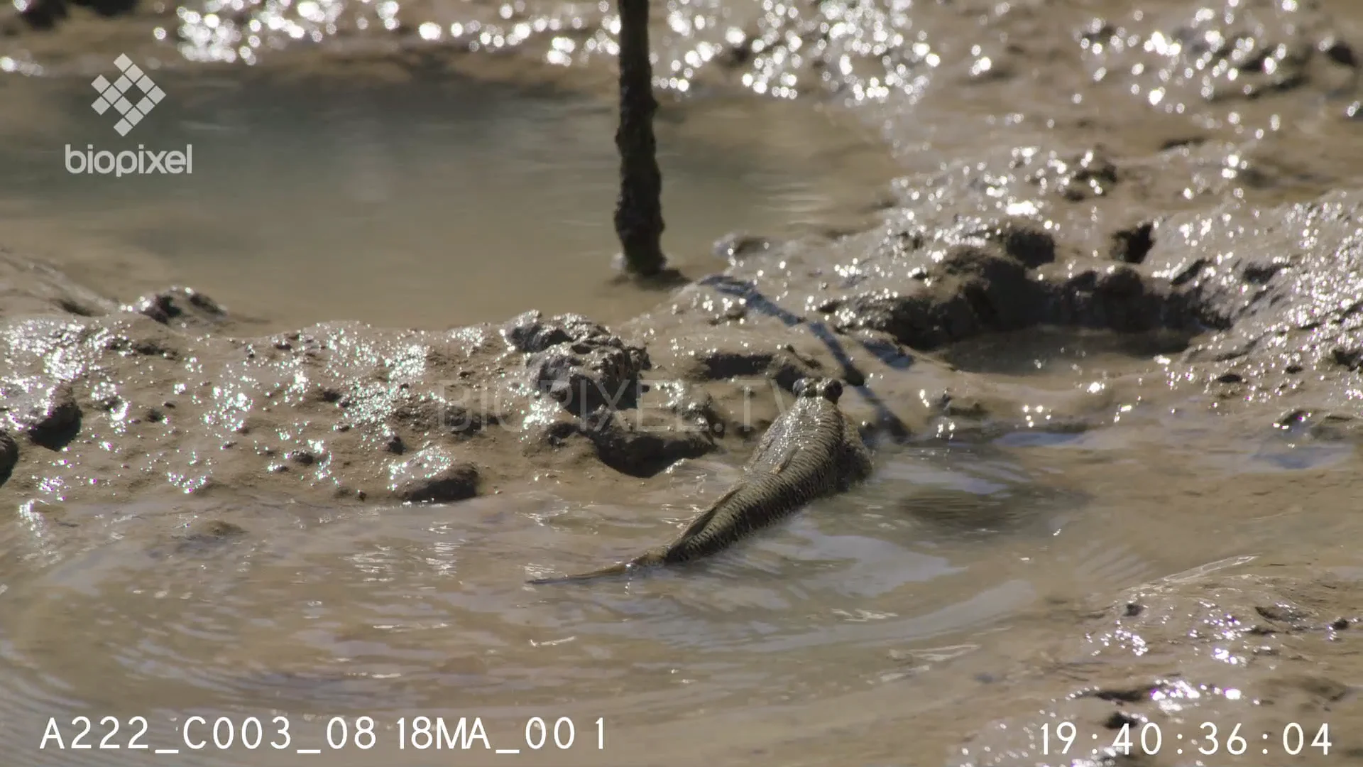4K Fish Mudskipper - Giant mudskipper 6K on Vimeo
