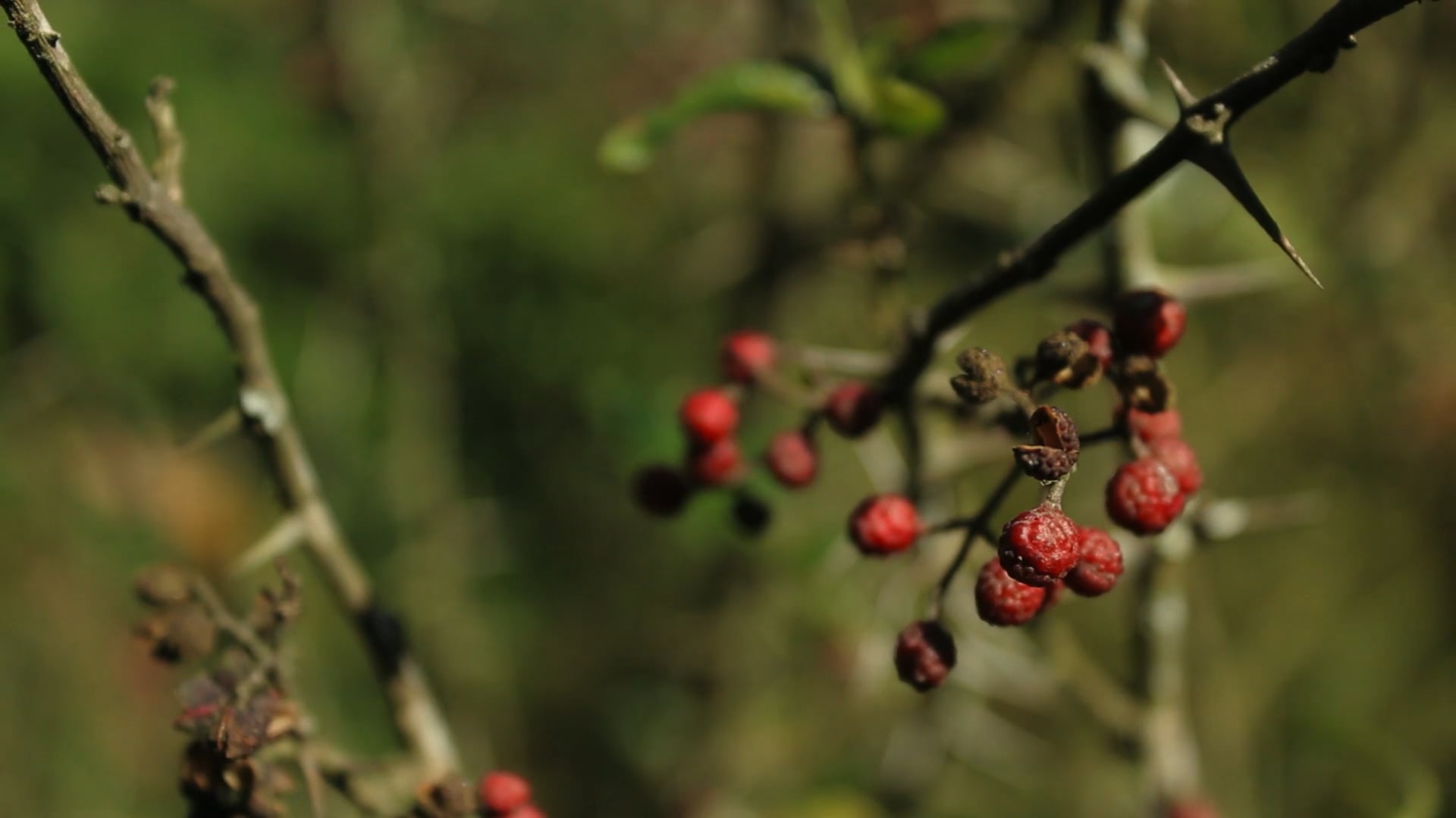 Timur: Spice of Nepal (English Subtitles) on Vimeo