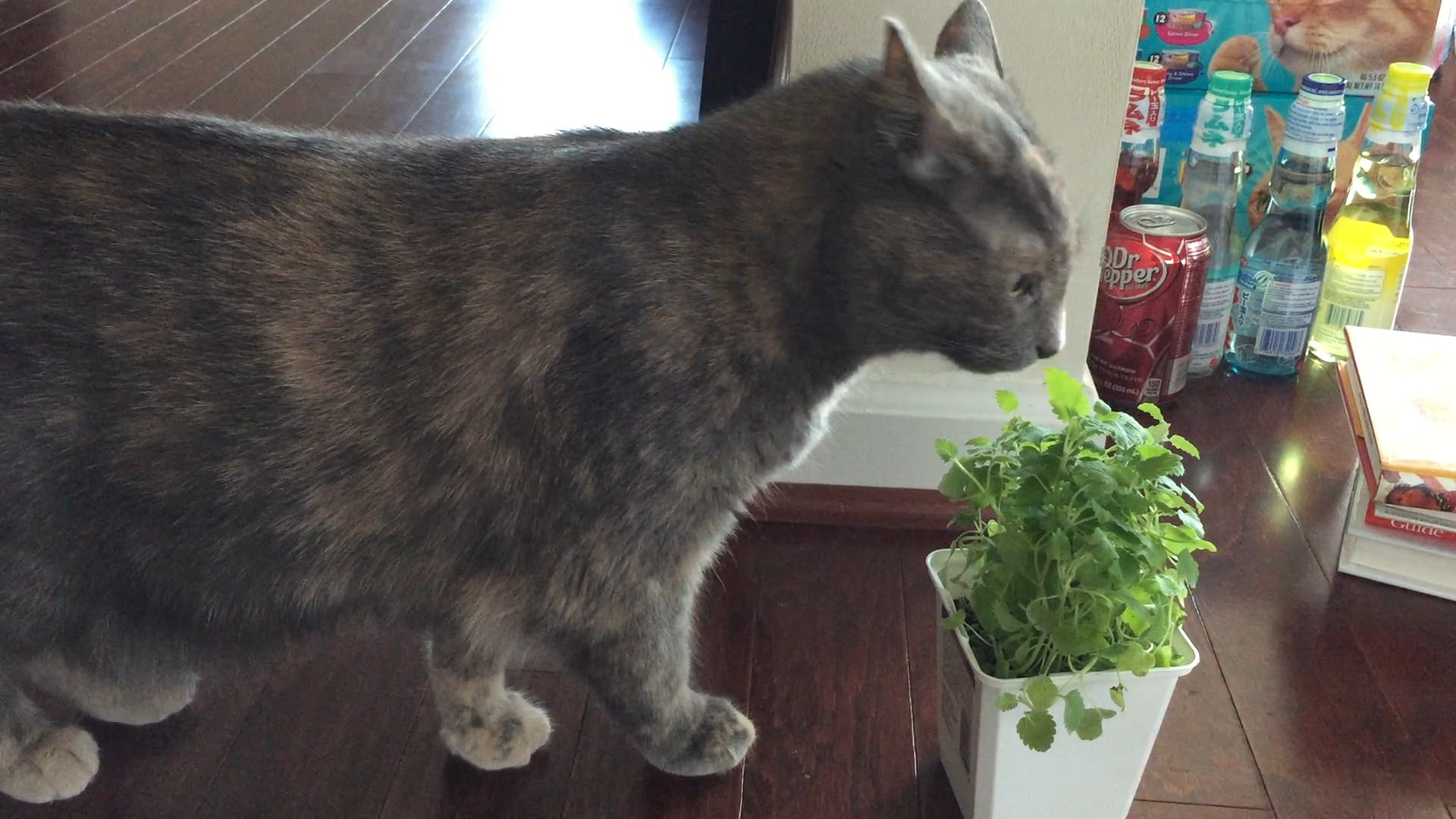 curious cat sniffing fresh catnip plant on Vimeo