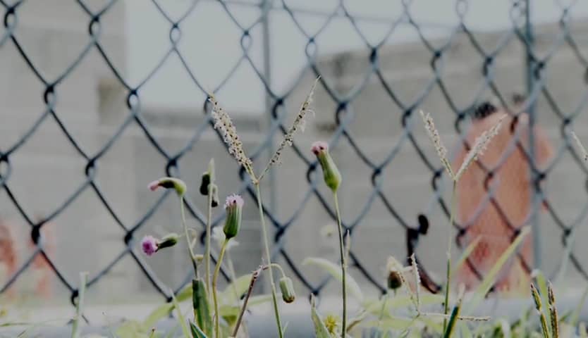 Diamond Litty - Office of the Public Defender - Info Video on Vimeo