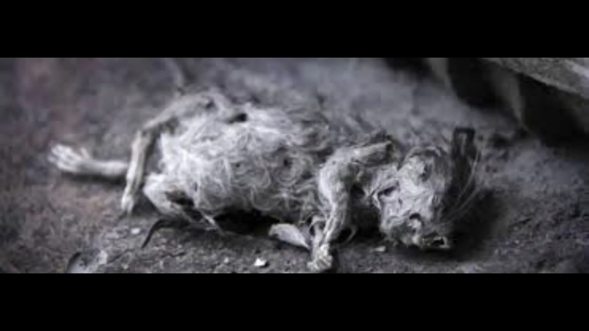 Dead Rat rotting in my Hotel Room - Street preacher