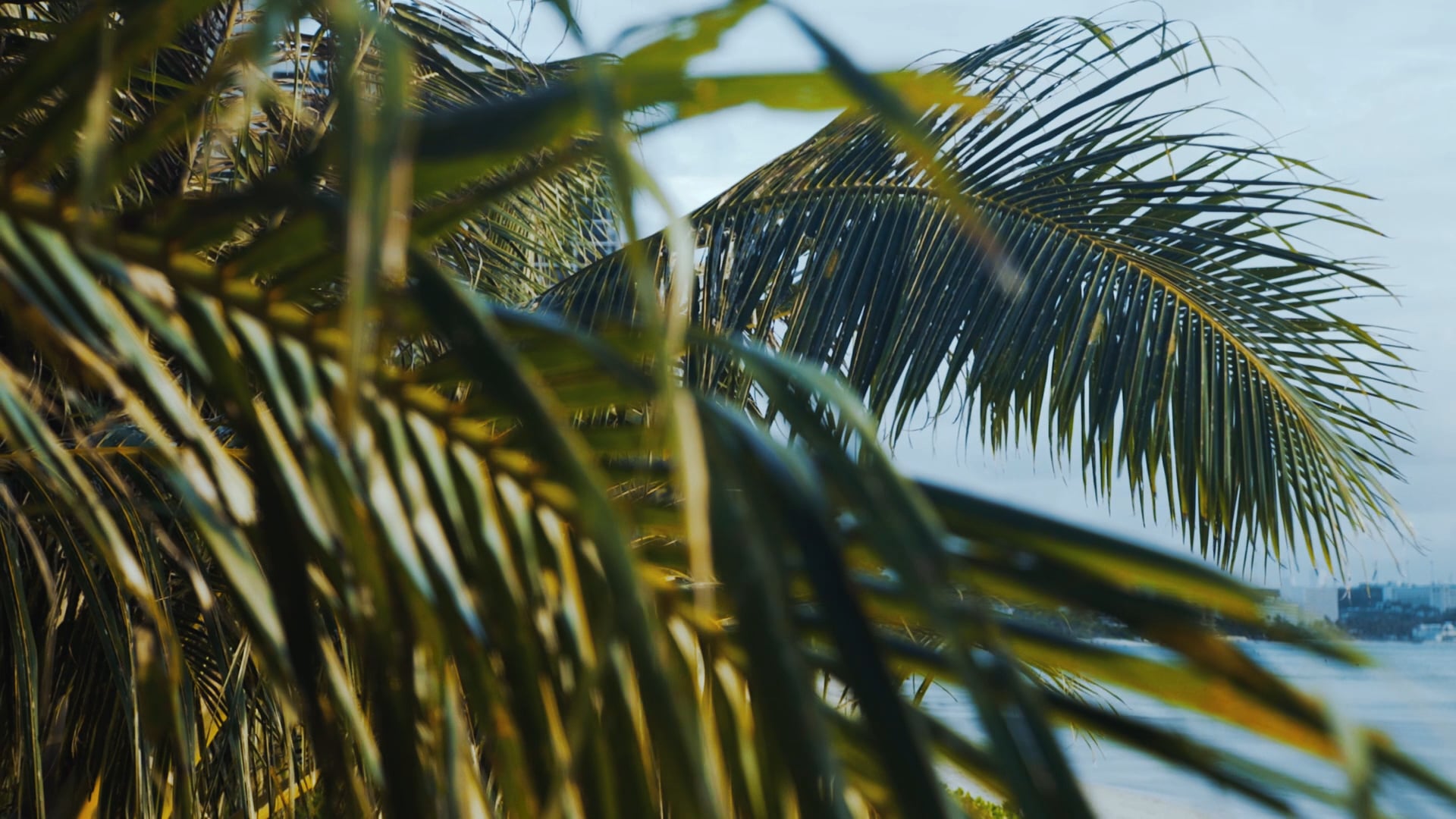 Invasion | Poem by Arielle Lowe