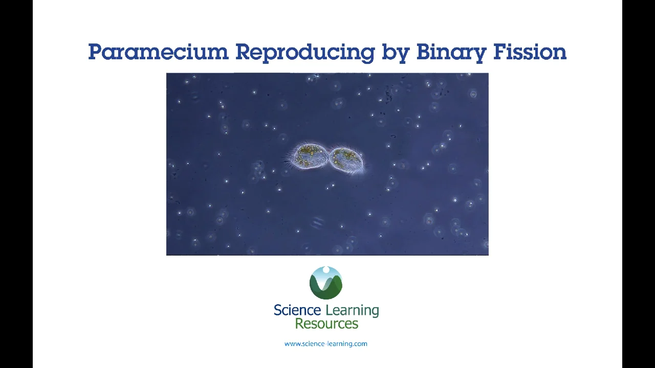 Paramecium Fission on Vimeo