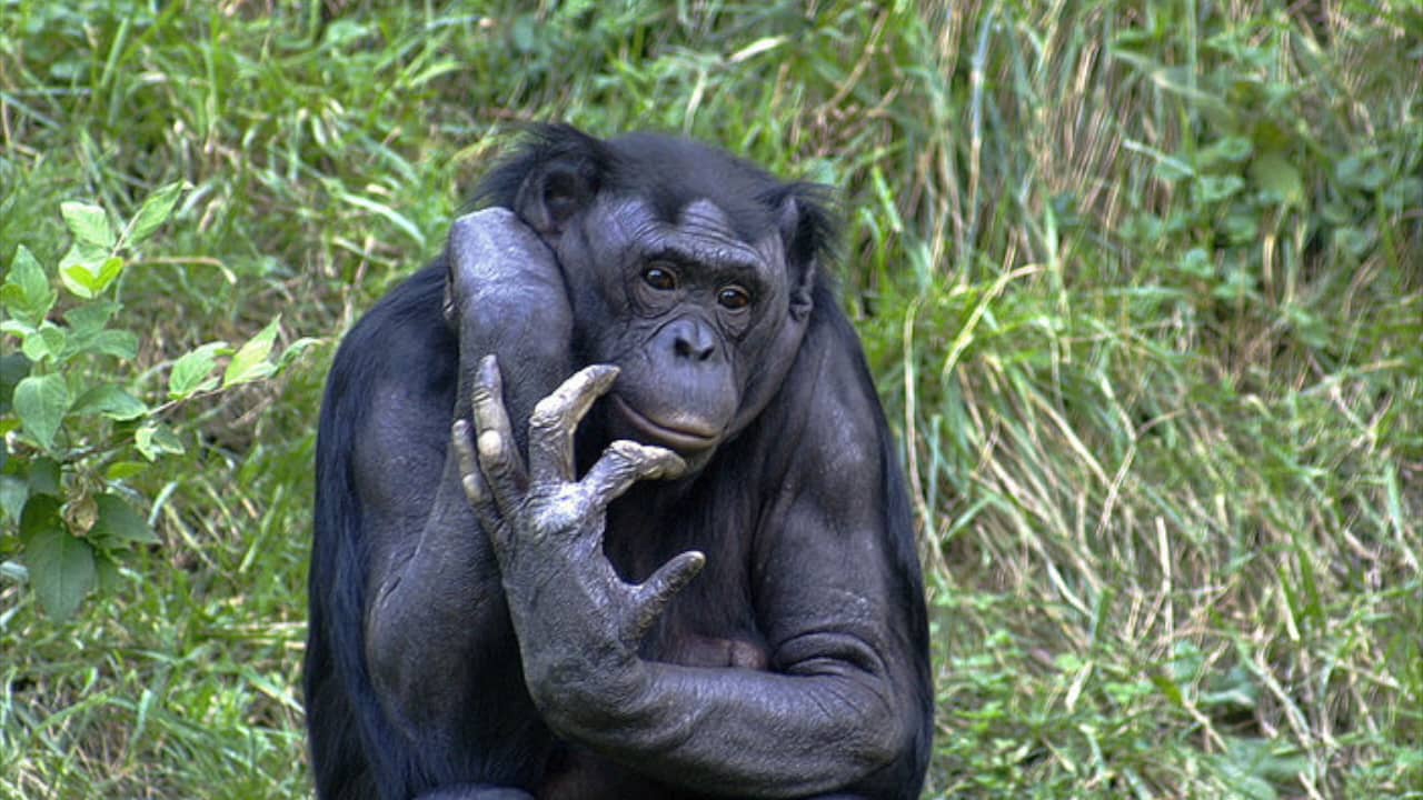 Koolakamba (Chimpanzee/Gorilla Hybrid) on Vimeo