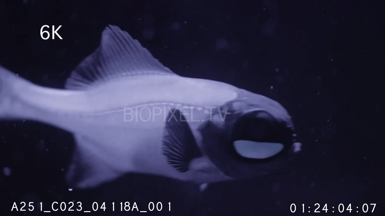 Flashlight Fish