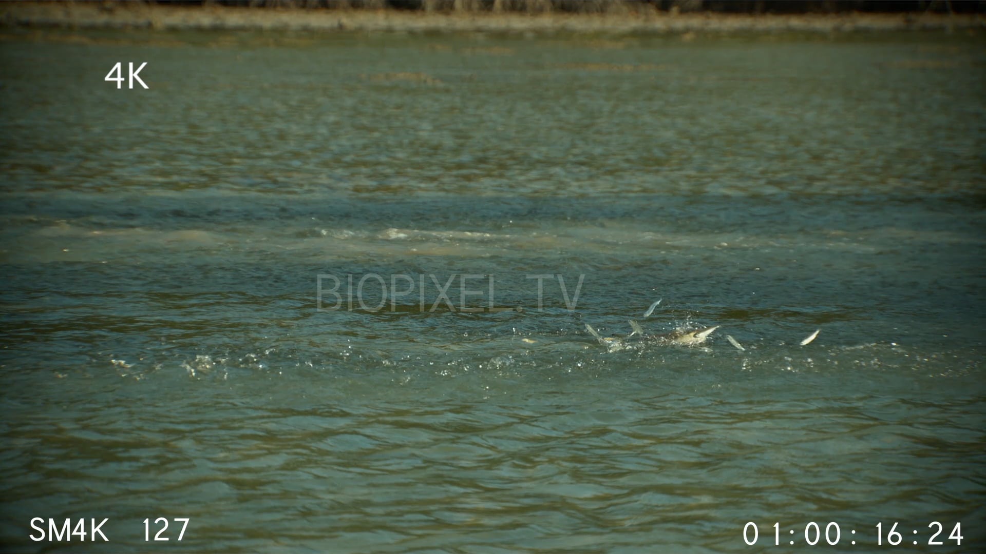 Sharks Blacktip Reef Shark - Baitfish leaping getting attacked by baby blacktip shark 4k 1000 ...