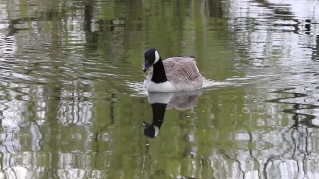 Goose Videos: Download 116+ Free 4K & HD Stock Footage Clips - Pixabay