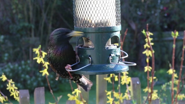 Starling Feeding Feeder Bird - Free video on Pixabay