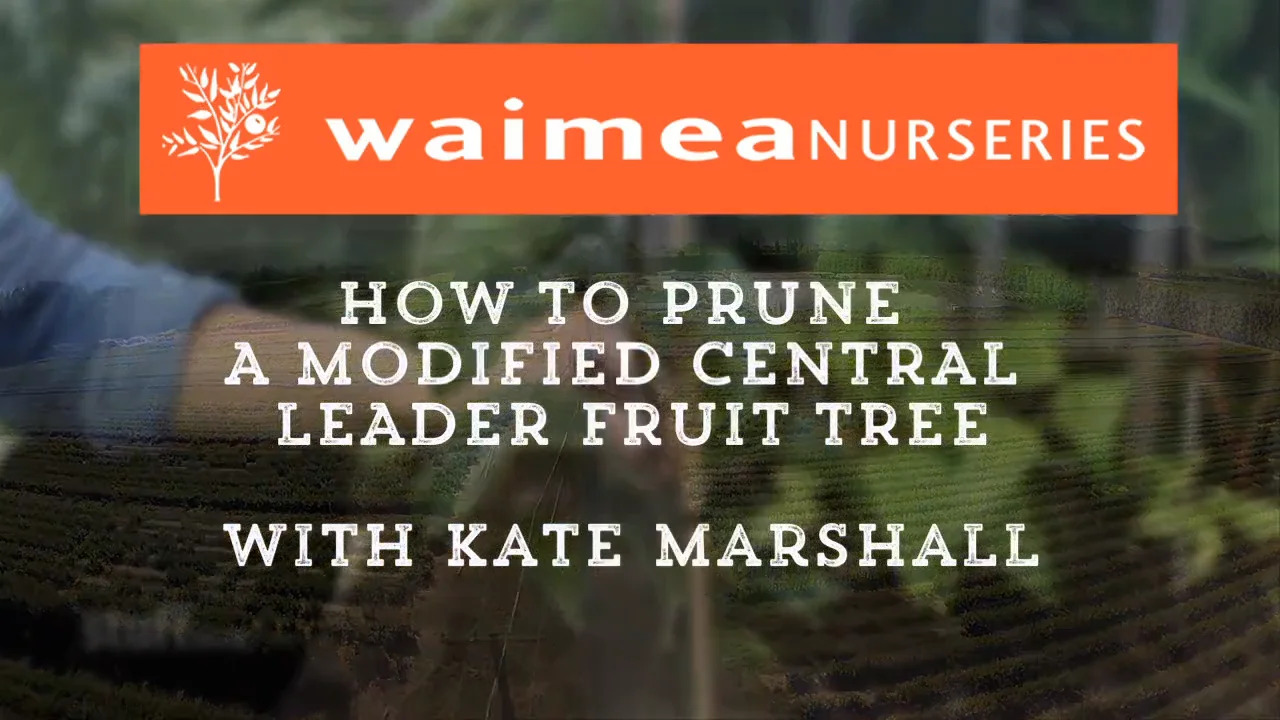 How to prune a modified central leader fruit tree on Vimeo