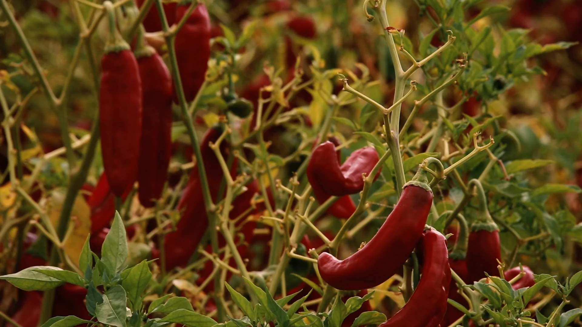 El Pinto Hatch Chile Fields on Vimeo