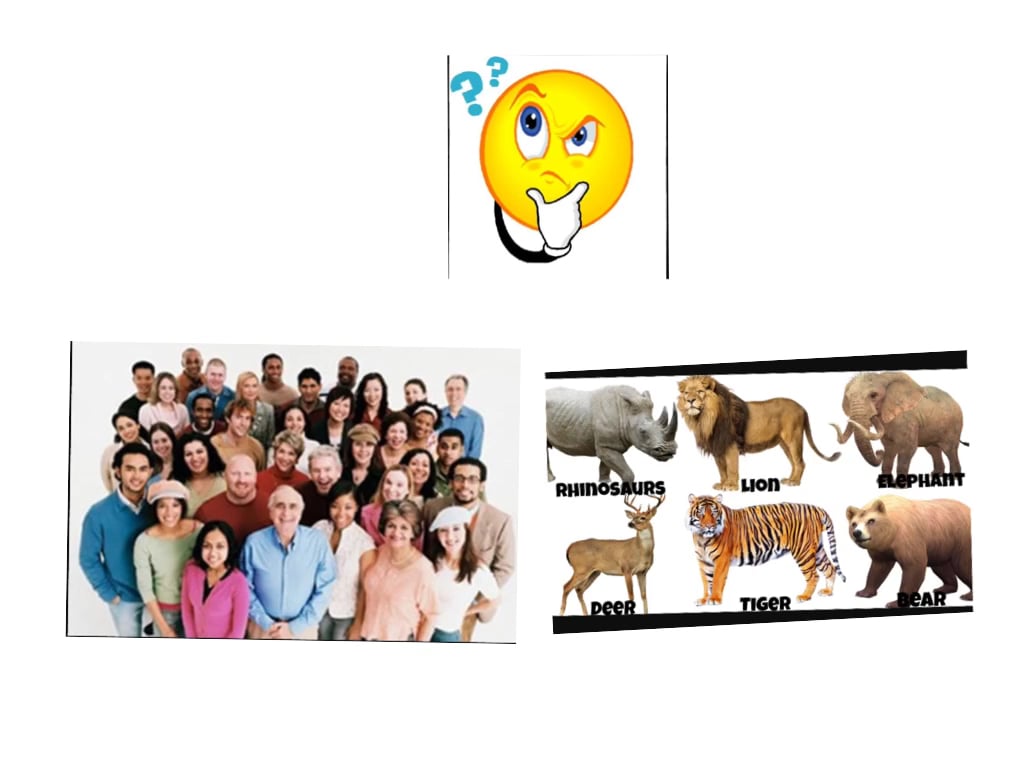 Jane's Guidebook: Humans vs. Flamingos on Vimeo