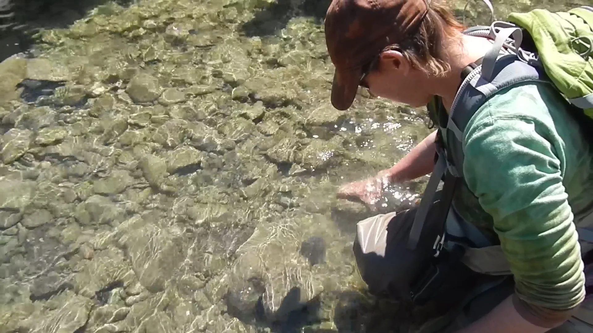 Yellow-Legged Frog Egg Rescue - Benbow Dam - SF Eel - May 1, 2016 on Vimeo