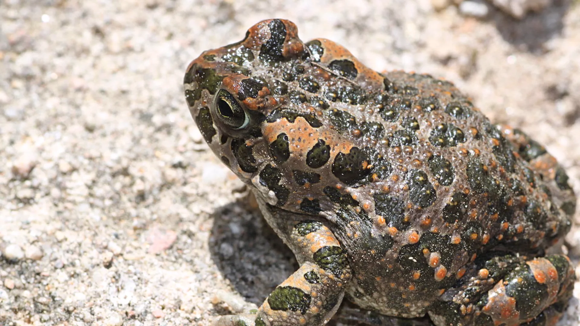 Grønbroget tudse (Bufotes variabilis) on Vimeo