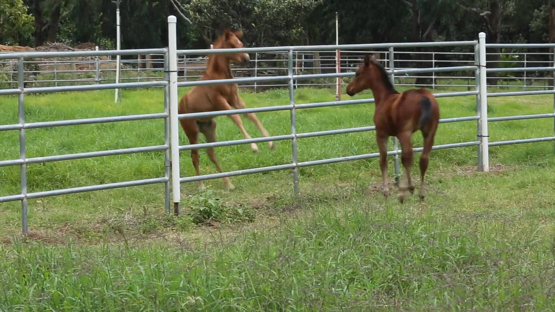 Frisky Spring Foals at Aina Hou Animal Hospital on Vimeo