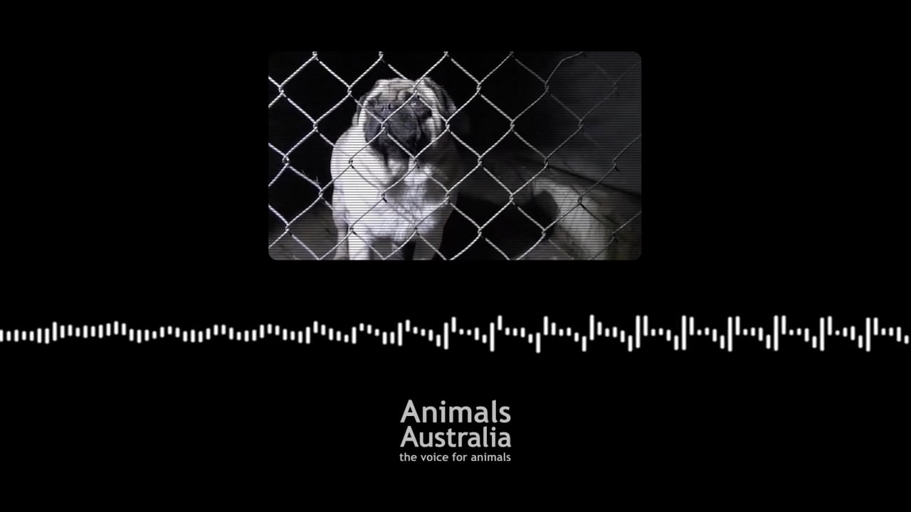 Animals Australia radio ad: Where do puppies come from?