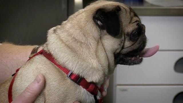 Pedigree Dogs on Vimeo