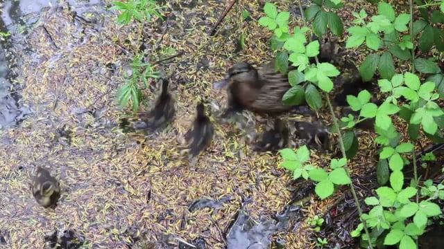 Ducklings Ducks Babies - Free video on Pixabay