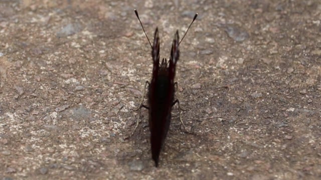 Butterfly Peacock Insect - Free video on Pixabay