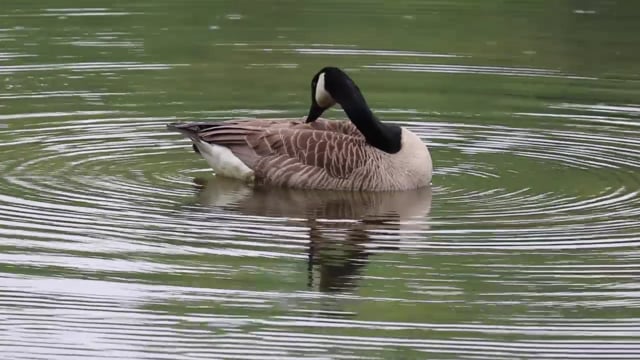 Canada Videos: Download 182+ Free 4K & HD Stock Footage Clips - Pixabay