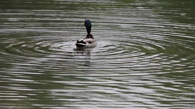 Ducks Mallards Bobbing - Free video on Pixabay