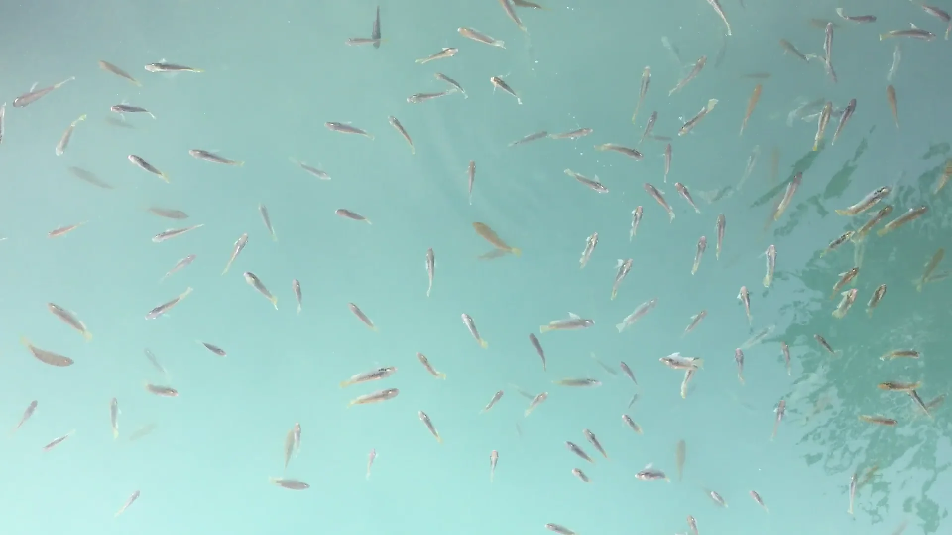 Fish-Tank on Vimeo