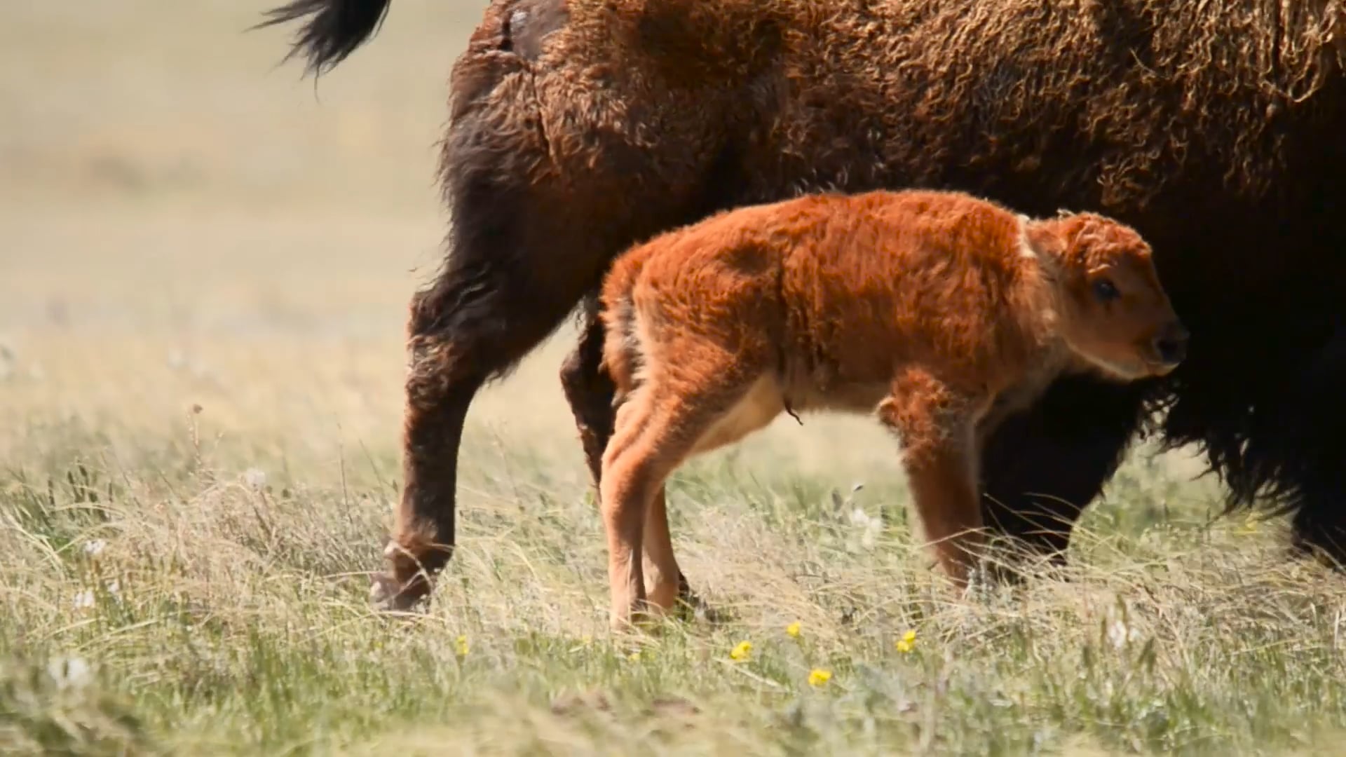 CSU Bison Birth Full Package on Vimeo