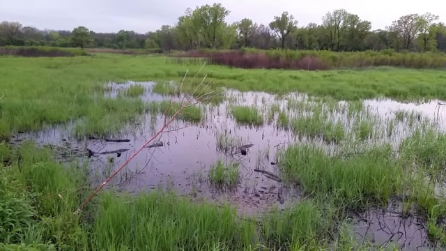 Chicago Nature Now! on Vimeo