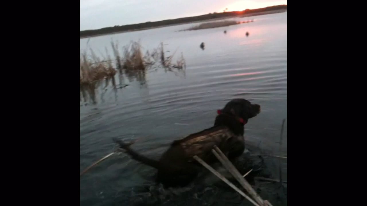 Damn Good Dog on Vimeo