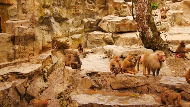 Zoo, Monkey, Waterfall. Free Stock Video - Pixabay