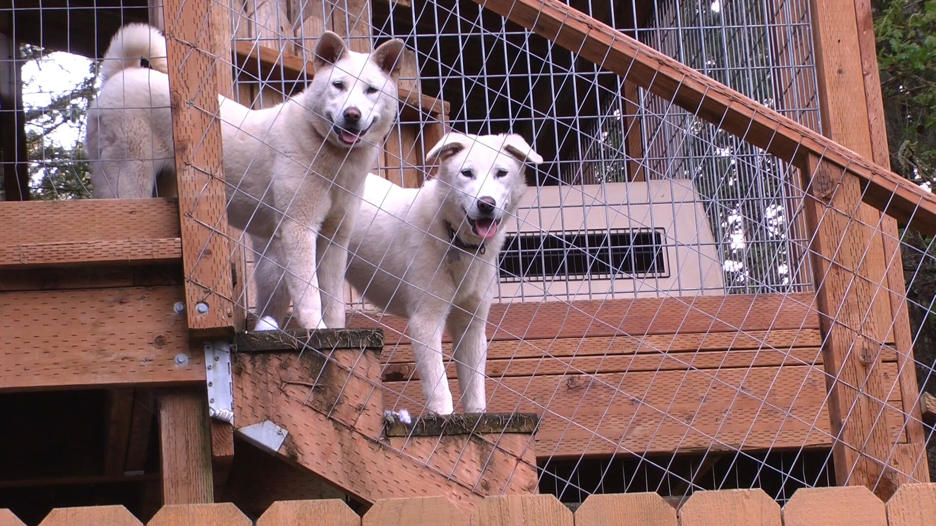 Luvable Dog Rescue's Ambassador, Pika on Vimeo