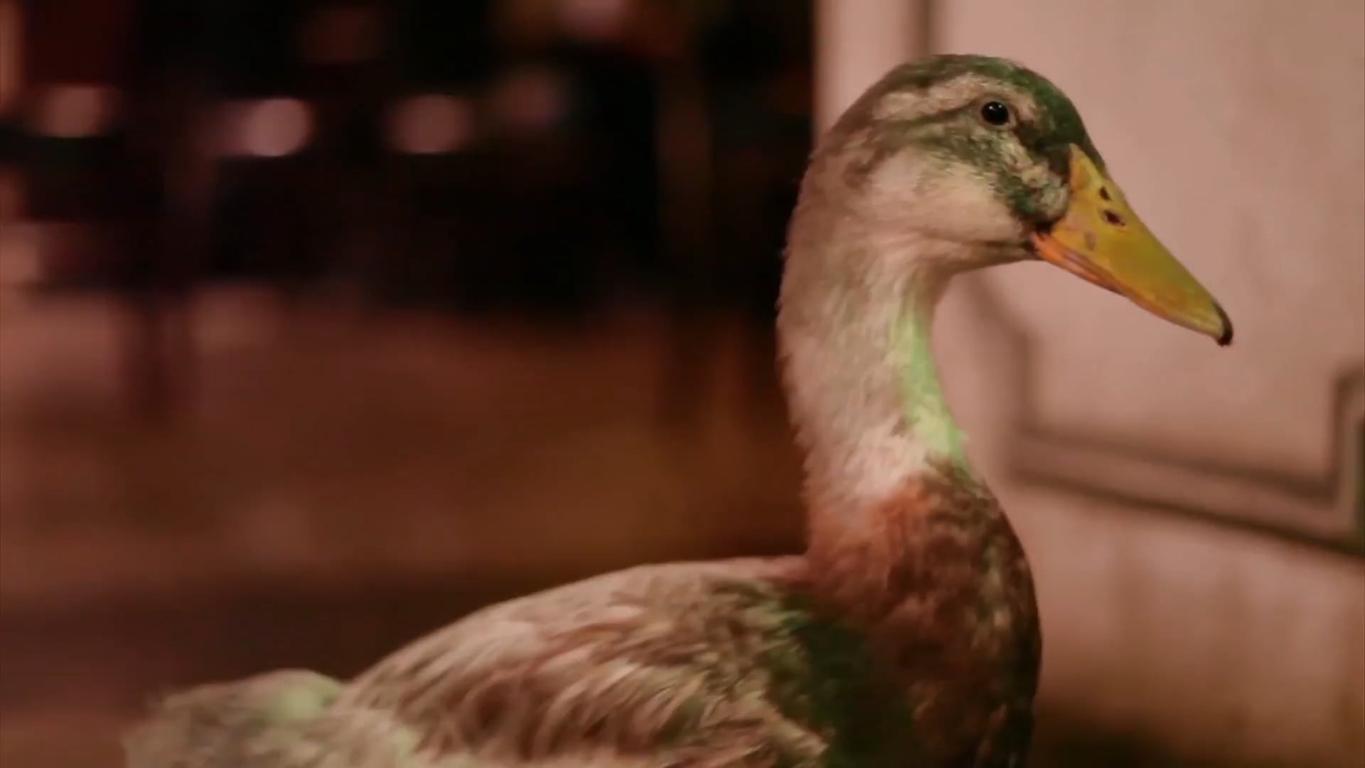 Паб "WILD DUCK" on Vimeo