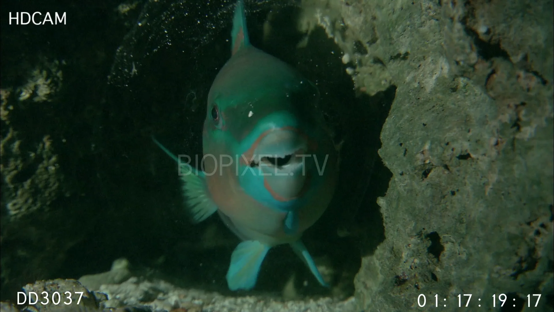 Fish Parrotfish - Parrotfish in cocoon at night on Vimeo