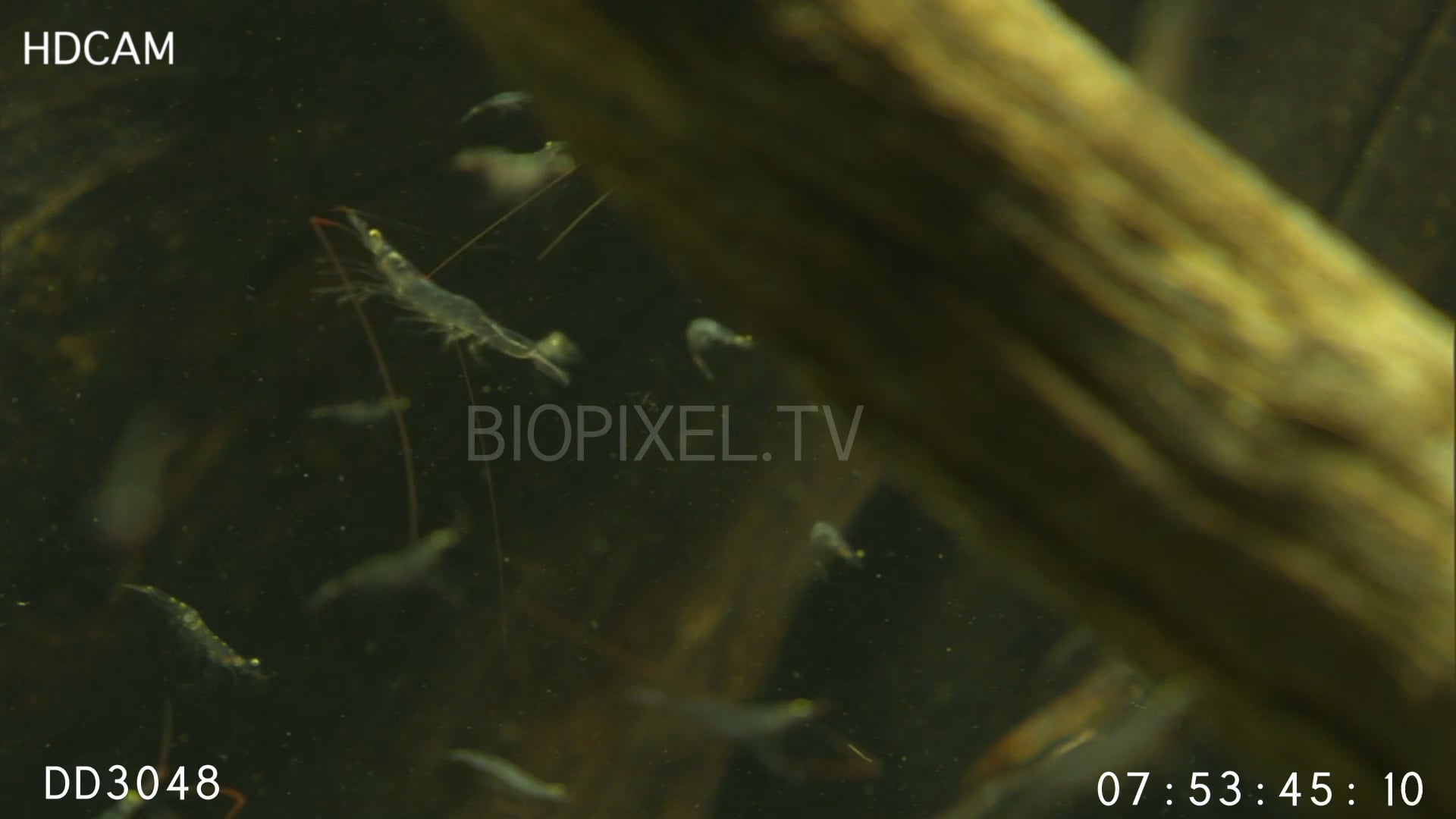Mangroves - Acetes shrimp on Vimeo