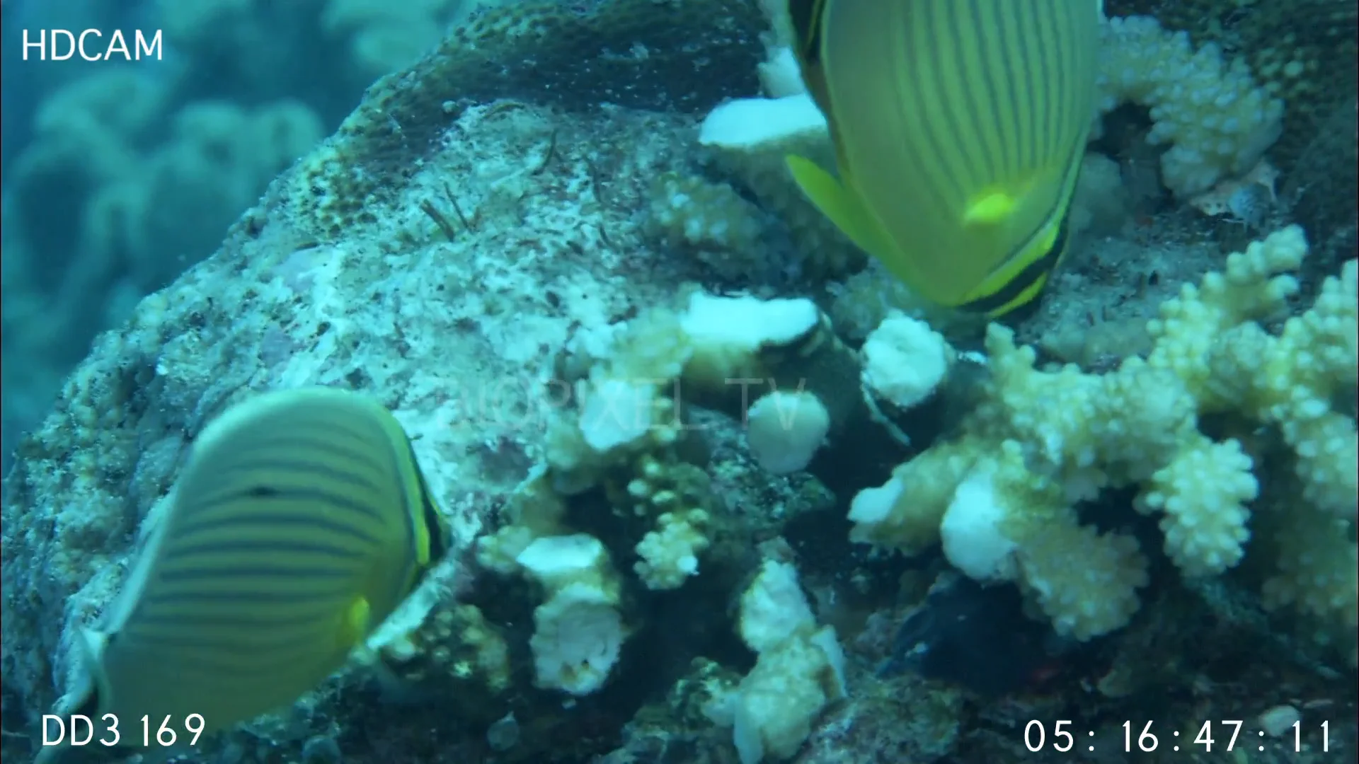Fish Feeding - Butterflyfish feeding on coral on Vimeo