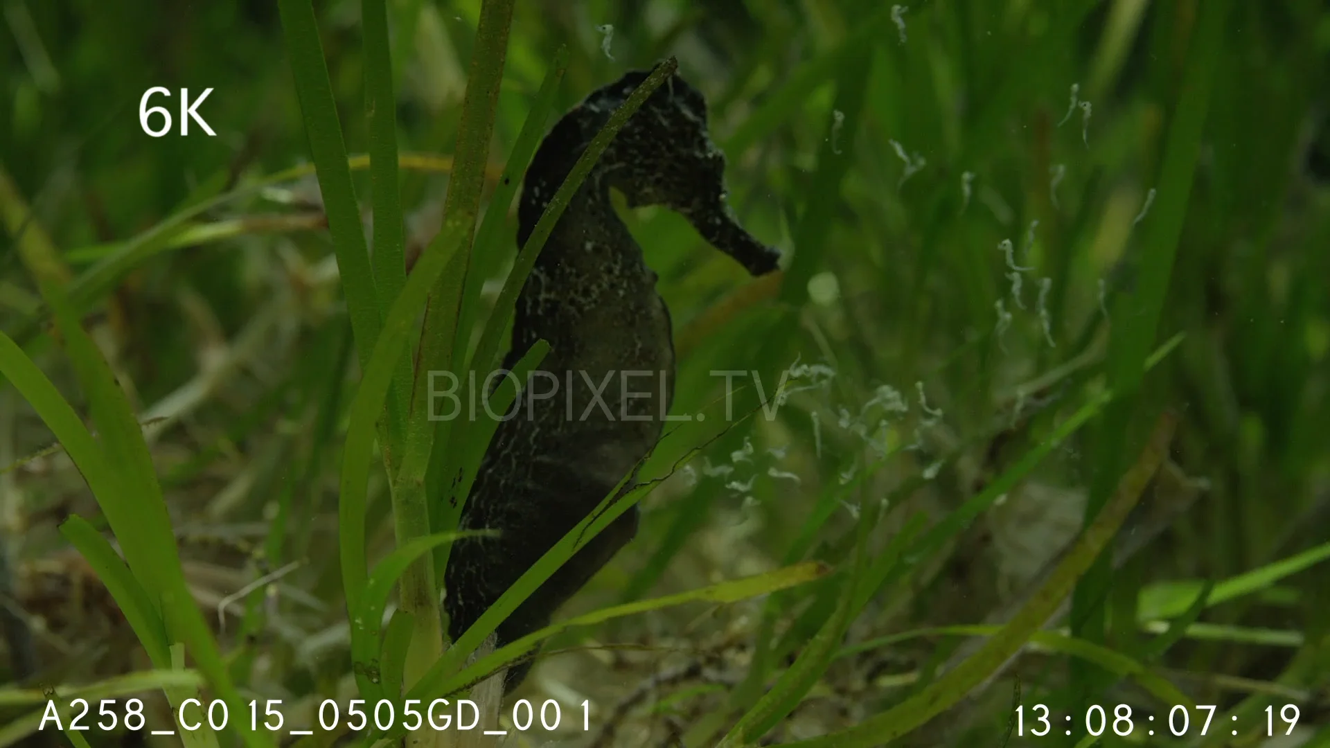 4K Fish Weird - Male seahorse giving birth 6K 2 on Vimeo