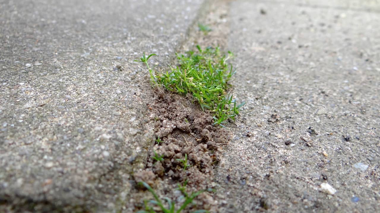 Liggende vetmuur - Sagina procumbens on Vimeo
