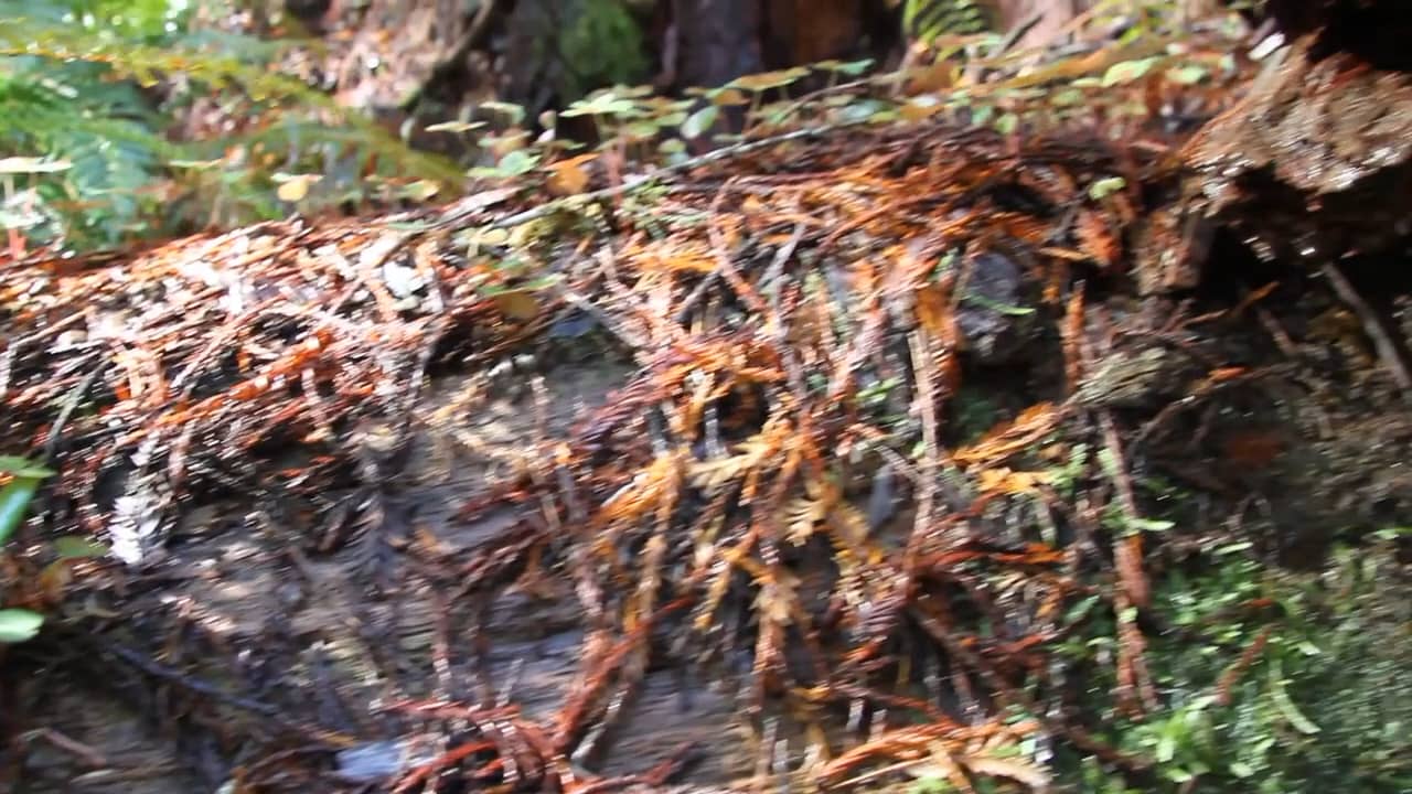 The Fieldbrook Giant Redwood Relief Print on Vimeo