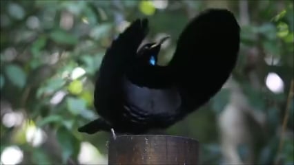 Dabbing Bird