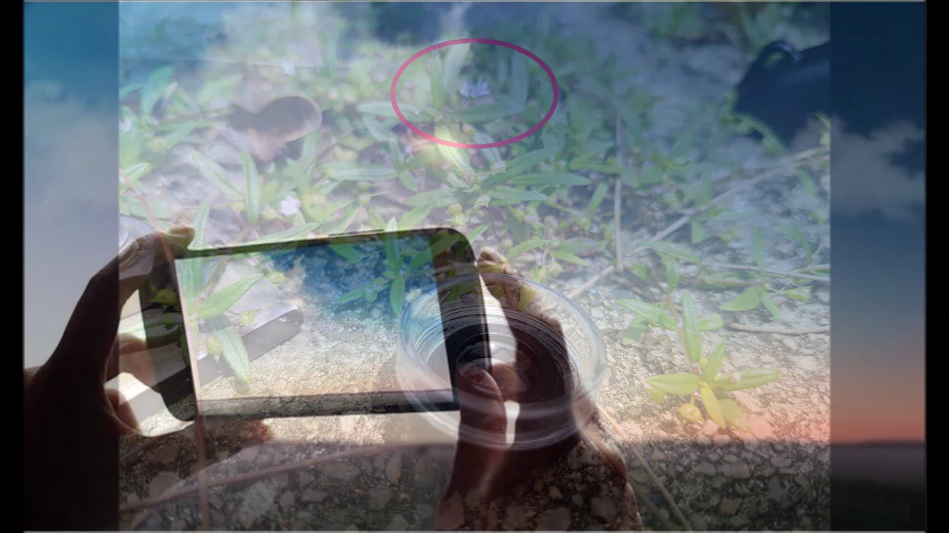 Samsung Galaxy S7 (Galaxy S7 Edge) 30x Macro Lens (Microscope Lens ...