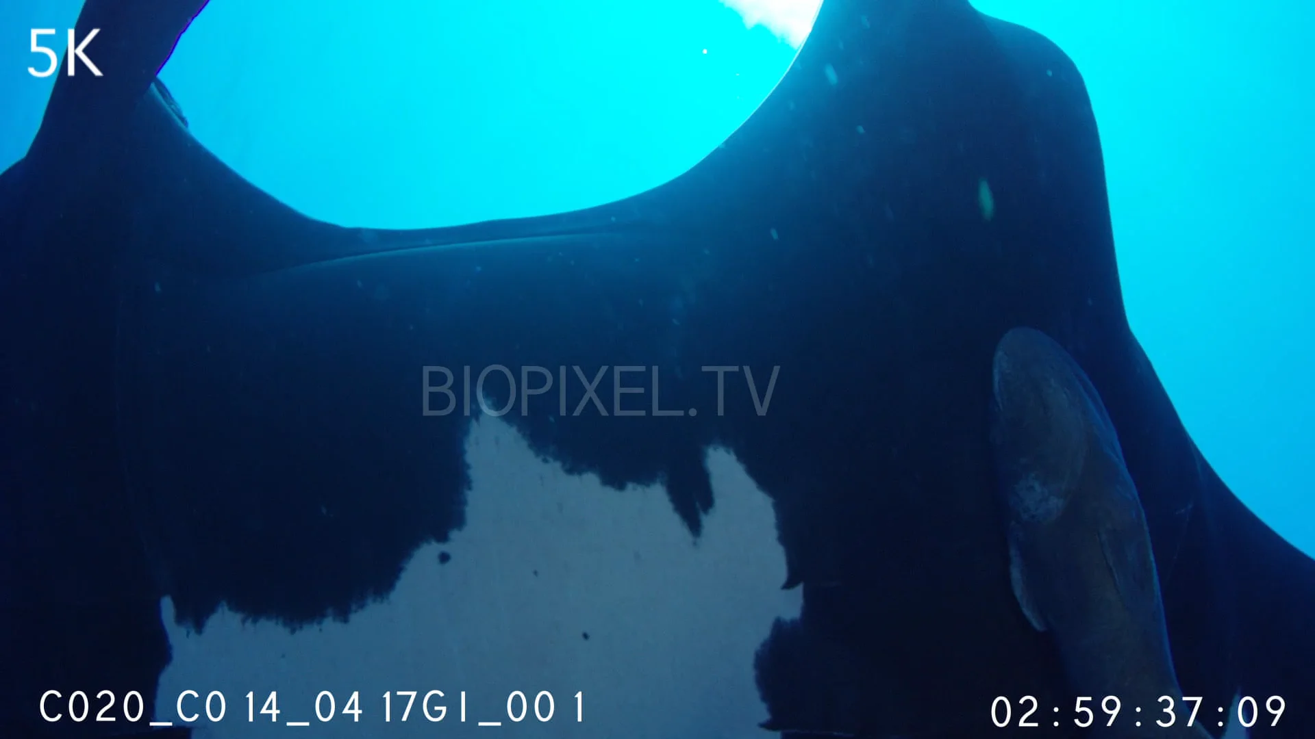 4K Manta Ray - Oceanic Giant Manta Ray 5K 3 on Vimeo